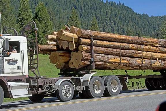 The timber Industry