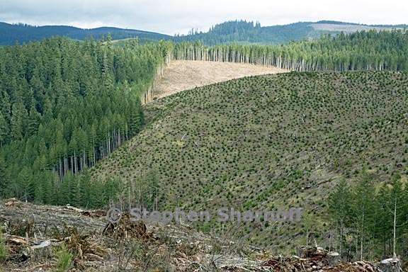 Private timberlands: growing trees like corn in Iowa
