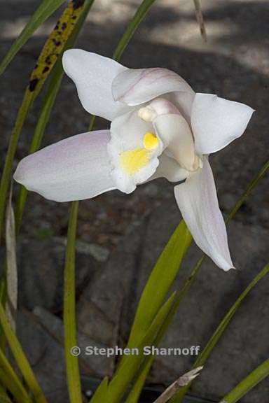 Cymbidium mastersii