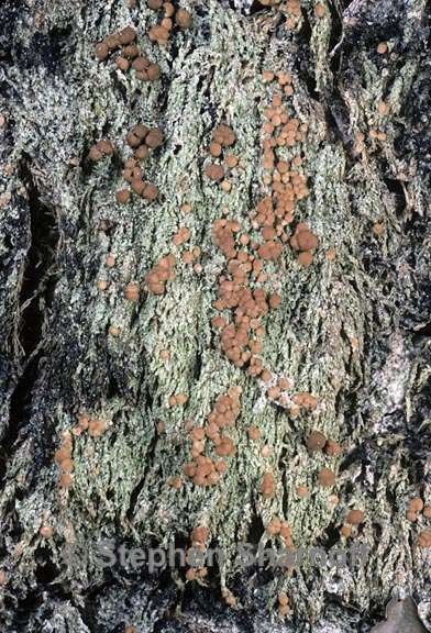 Biatora (unidentified species)