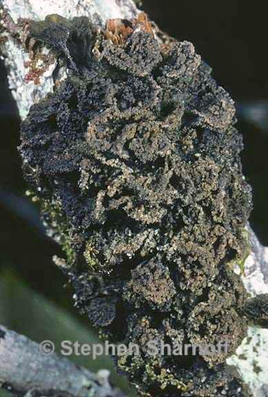 Collema (unidentified species)