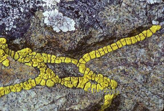 Pleopsidium chlorophanum