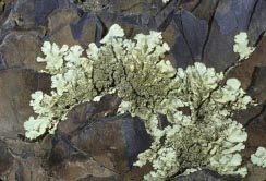 Lichens Index 15