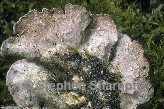 Sections and Anatomy misc.