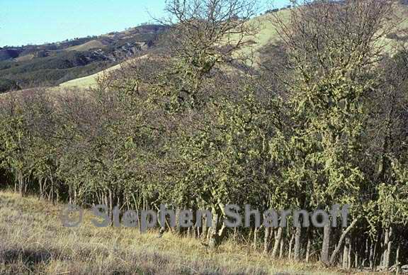 Lichen uses by wildlife