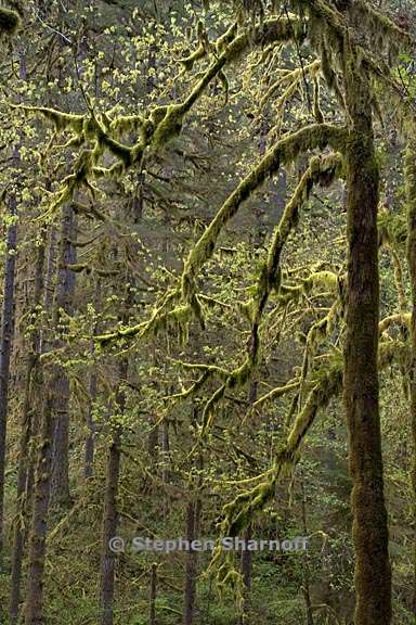Mossy Trees, Woods and Forests