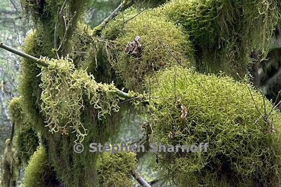Mosses up close
