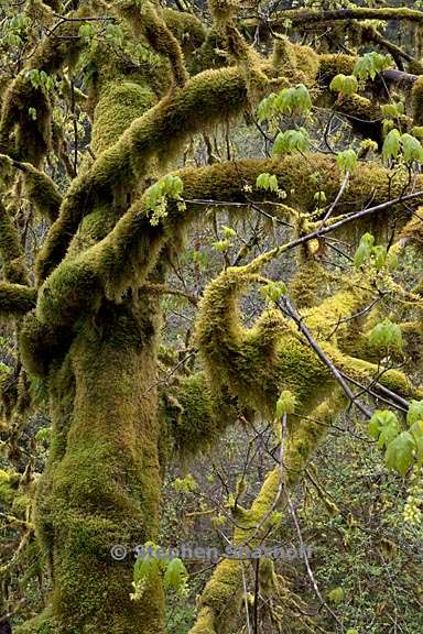 Mossy Trees, Woods and Forests