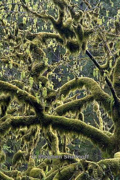 Mossy Trees, Woods and Forests