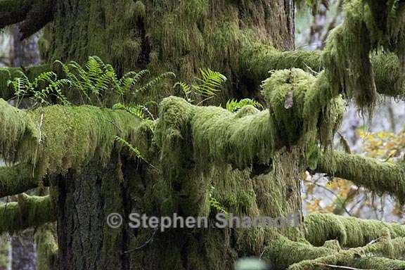 Mosses up close