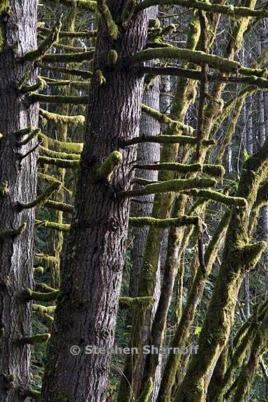 Mossy Trees, Woods and Forests