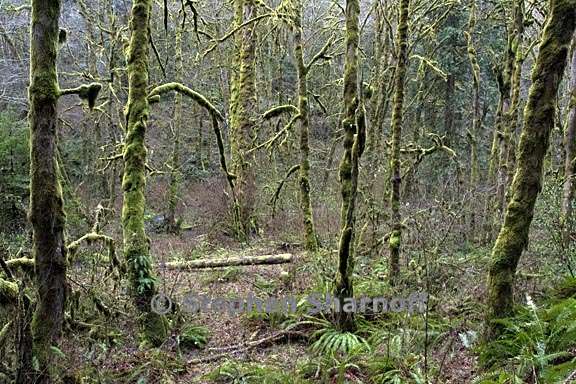 Mossy Trees, Woods and Forests