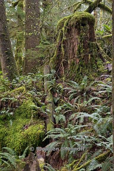 Mossy Trees, Woods and Forests