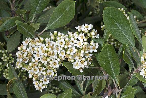 Heteromeles arbutifolia