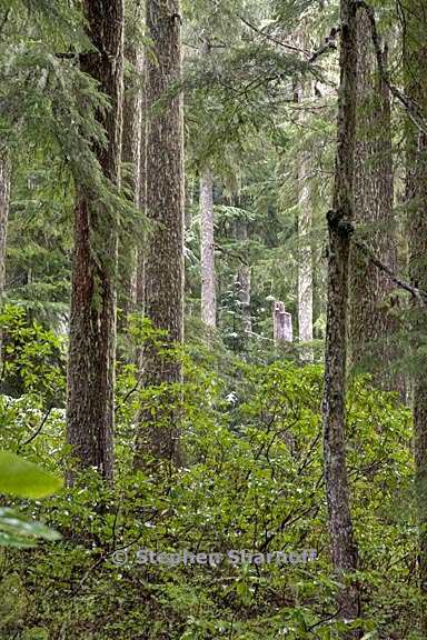 Old-growth Forests