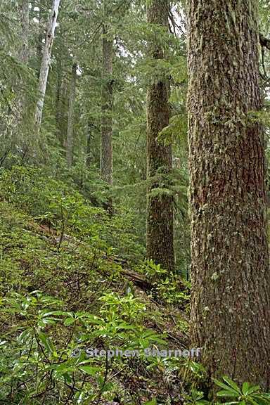 Old-growth Forests