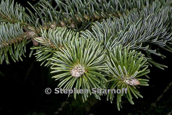 Abies nordmanniana ssp. equi-trojani