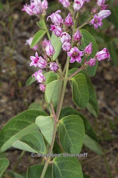 Apocynum androsaemifolium