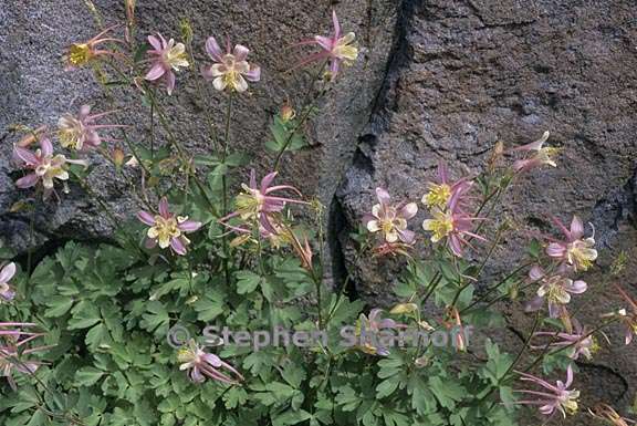 Aquilegia pubescens hybrid formosa
