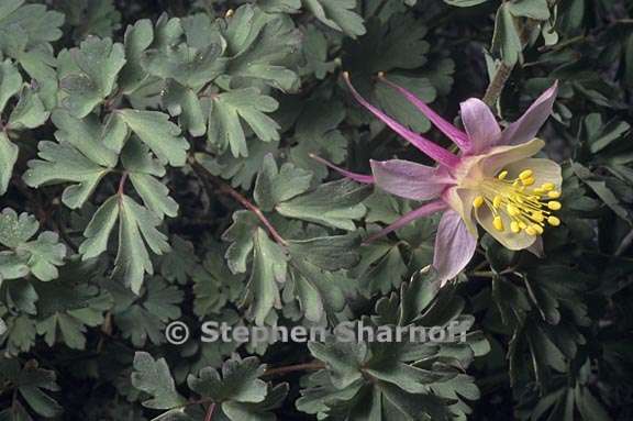 Aquilegia pubescens hybrid formosa