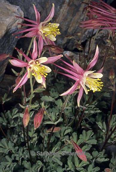 Aquilegia pubescens hybrid formosa