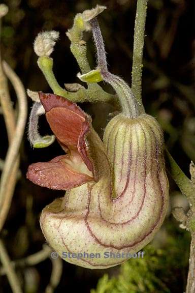 Aristolochia californica