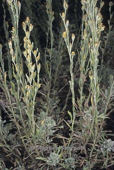 Artemisia arbuscula ssp. thermopola