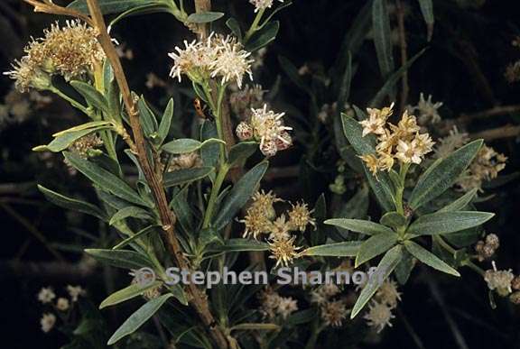 Baccharis salicifolia ssp. salicifolia