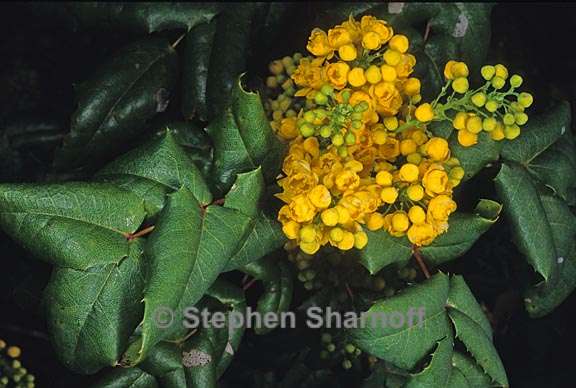 Berberis pinnata