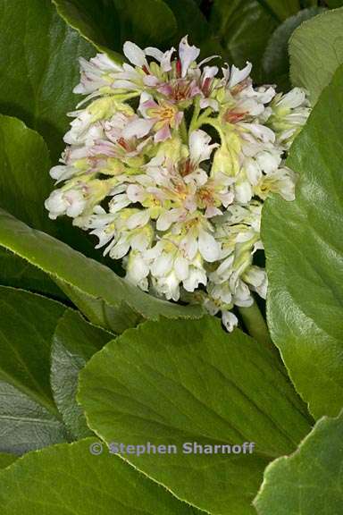 Bergenia stracheyi
