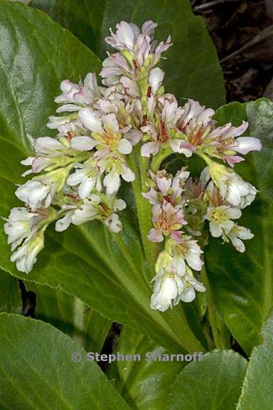 Bergenia stracheyi