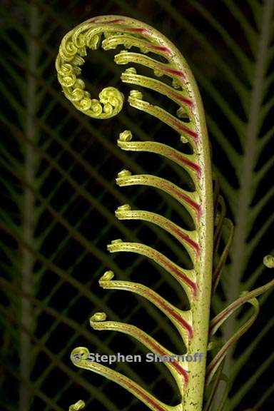 Blechnum gibbum