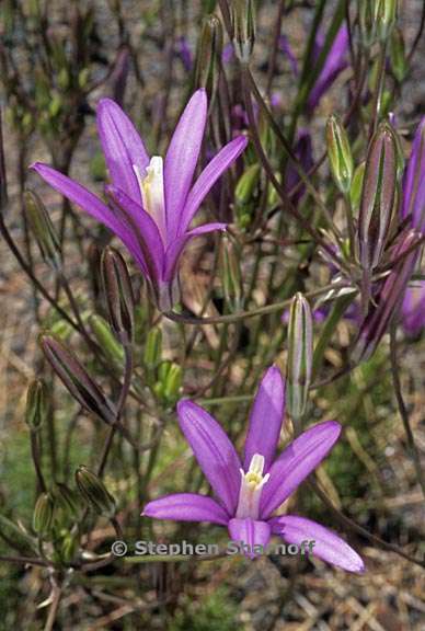 Brodiaea sp.