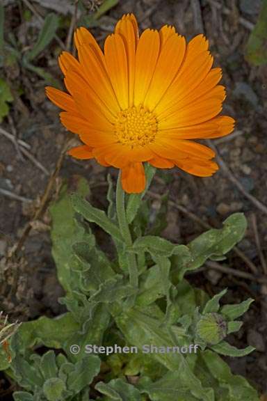 Calendula suffruticosa