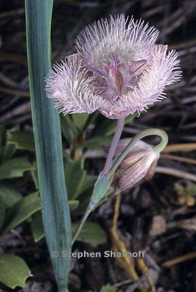 Calochortus coeruleus