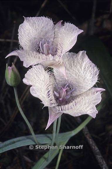 Calochortus coeruleus