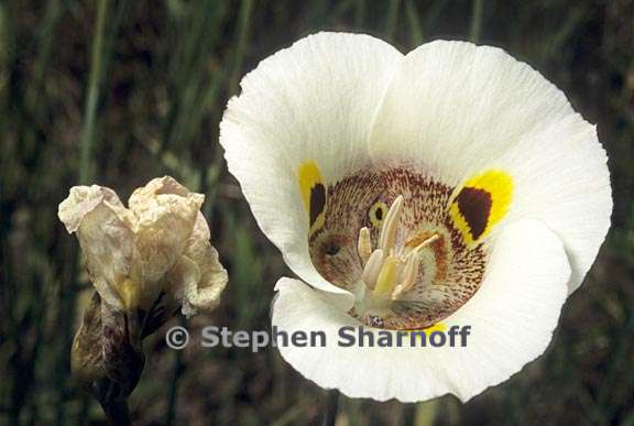 Calochortus superbus