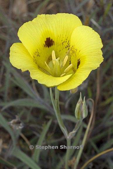 Calochortus superbus