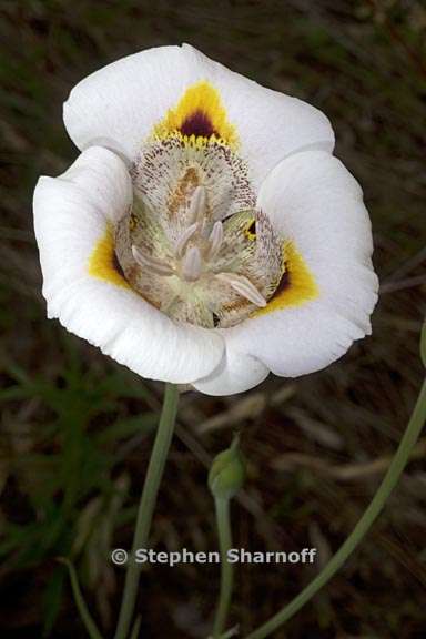 Calochortus superbus