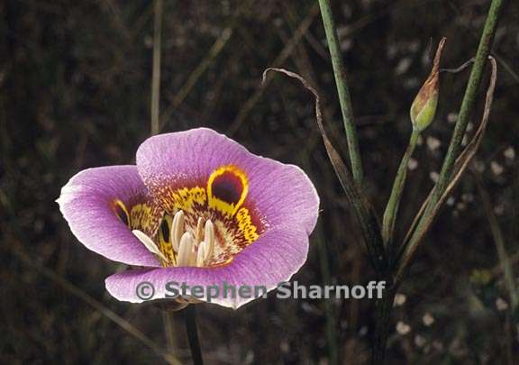Calochortus superbus