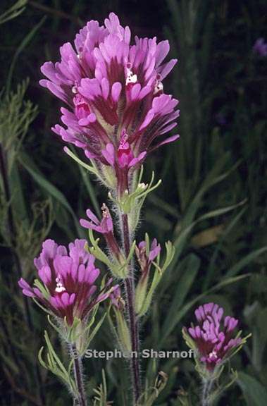 Castilleja exserta ssp. exserta