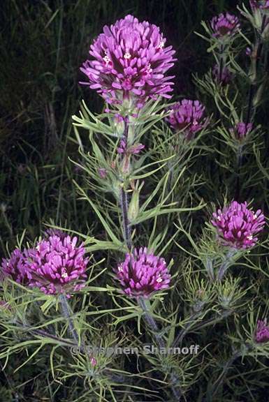 Castilleja exserta ssp. exserta