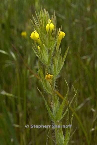 Castilleja tenuis