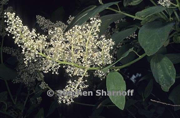 Ceanothus integerrimus