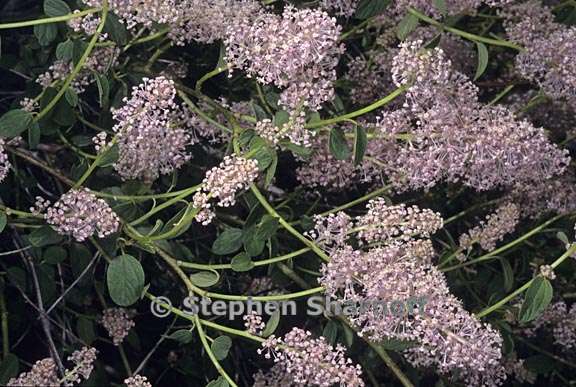 Ceanothus integerrimus