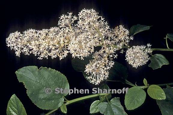 Ceanothus integerrimus