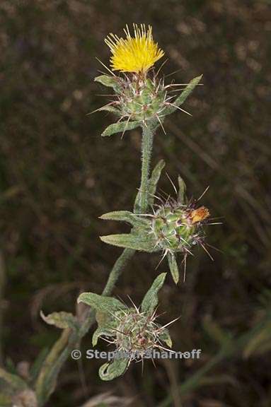 Centaurea melitensis