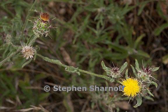 Centaurea melitensis