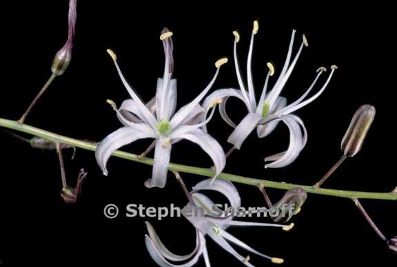 Chlorogalum pomeridianum