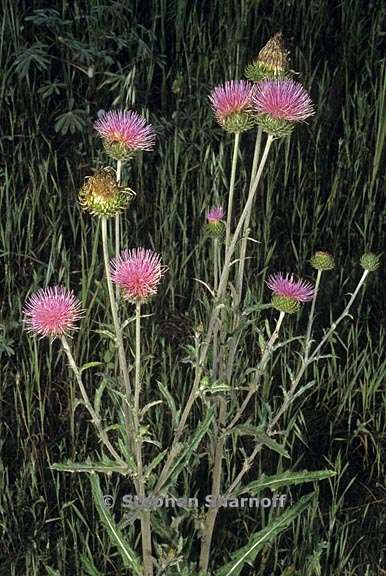 Cirsium occidentale var. californicum